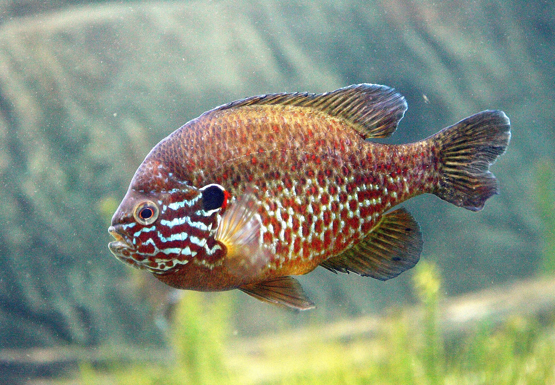 Researchers Link Sunfish Brain Size to Specific Habitats | Plants And ...