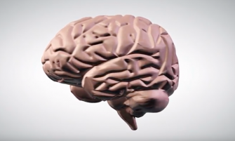 Why Bald Eagles Have Such Great Vision | Plants And Animals