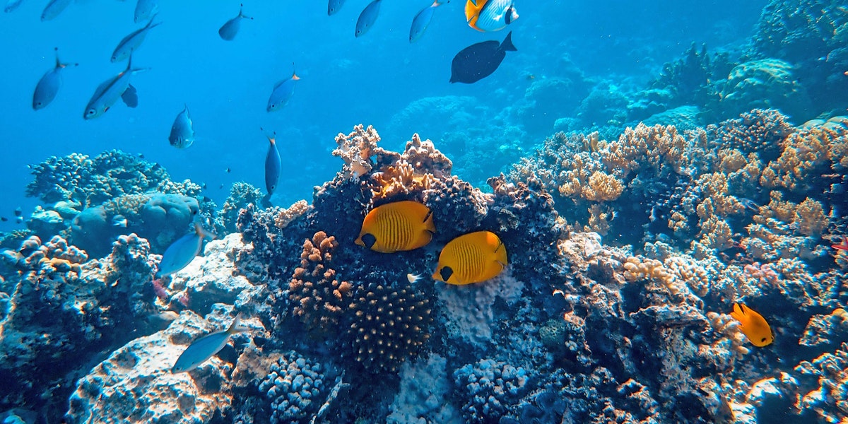 Broad International Cooperation Needed to Save Coral Reefs | Plants And ...