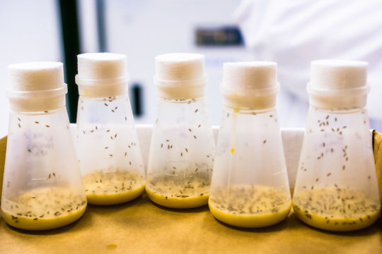 Triple Drug Combo Extends Fruit Fly Lifespan | Drug Discovery And ...