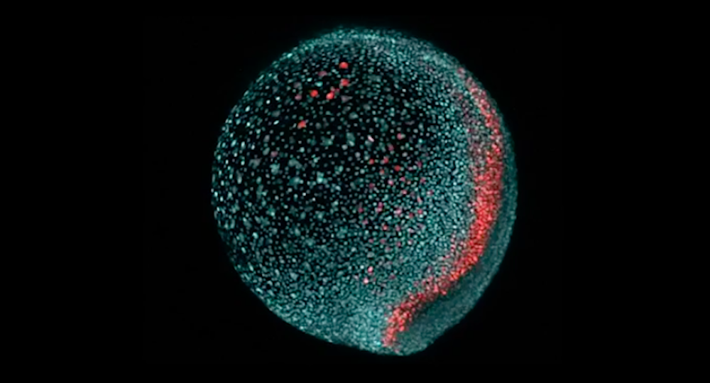 Visualizing Embryonic Development in Zebrafish | Videos