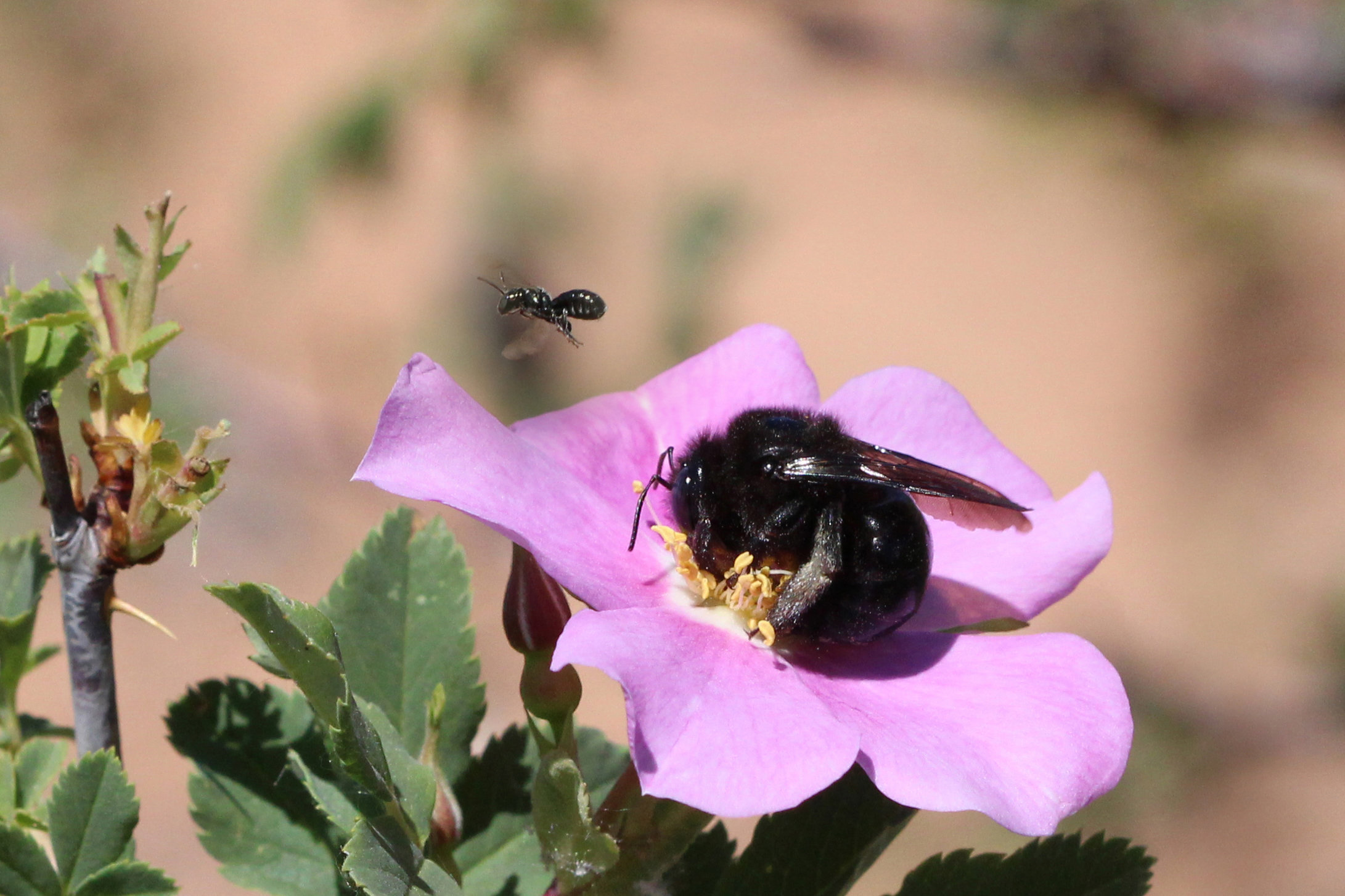 Will Reduced Protected Lands in Utah Impact Local Bee Biodiversity ...