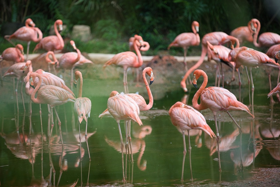 Flamingos used a sophisticated set of fluid dynamics to eat | Chemistry ...