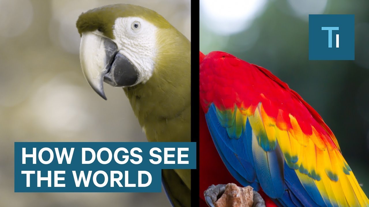 Here's What Dogs Really See | Videos