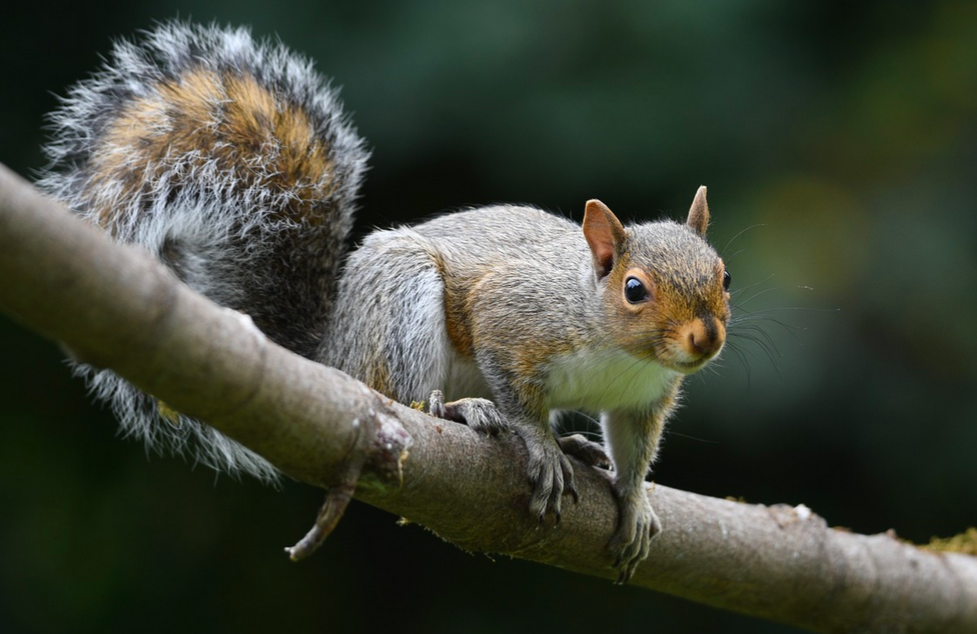 Squirrels Shock Scientists with Never-Before-Seen Carnivorous Behavior ...
