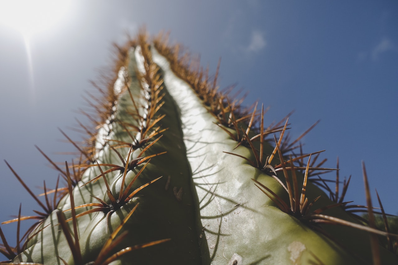Cactus Spines Inspire Diagnostic Tools Without the Prick | Clinical And ...