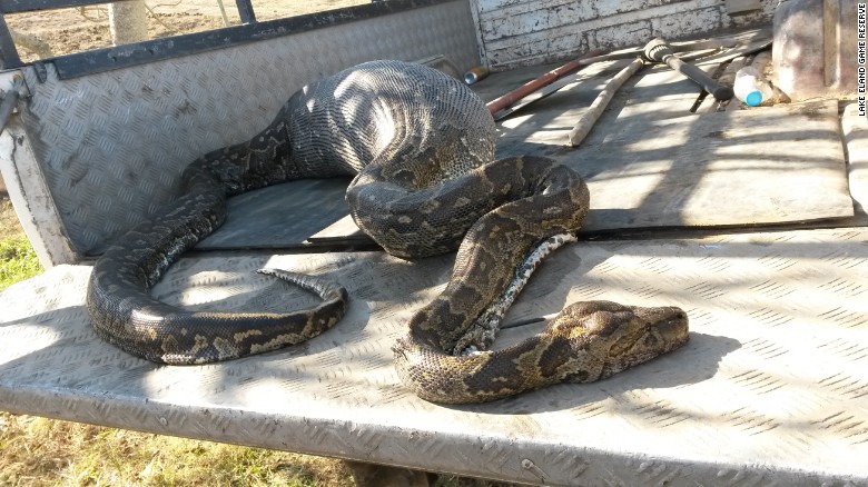 Giant Python Dies After Eating Porcupine | Plants And Animals