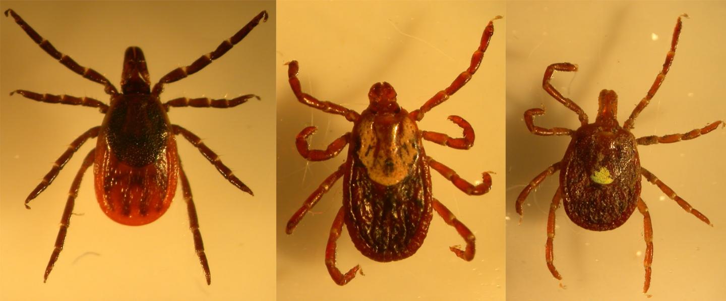 Ticks May Spread Multiple Diseases in One Bite | Microbiology