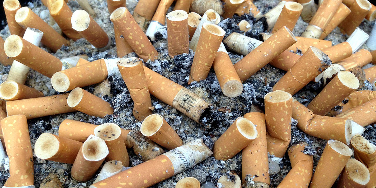 Littered Cigarette Butts are Harmful to Plants | Earth And The Environment