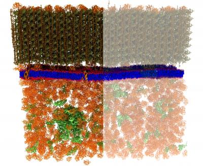 Neutrons Enable Nanoscale-level View of a Live Cell Membrane | Cell And ...