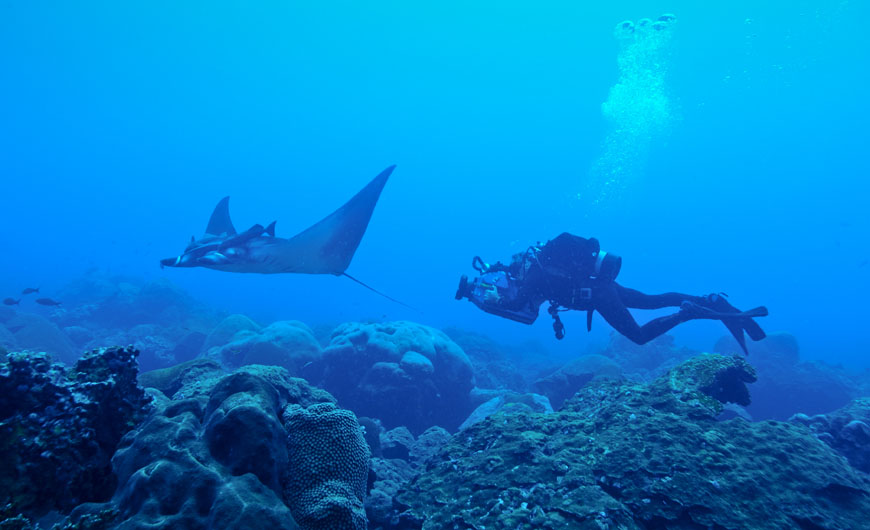 First-Known Manta Ray Nursery Discovered | Plants And Animals