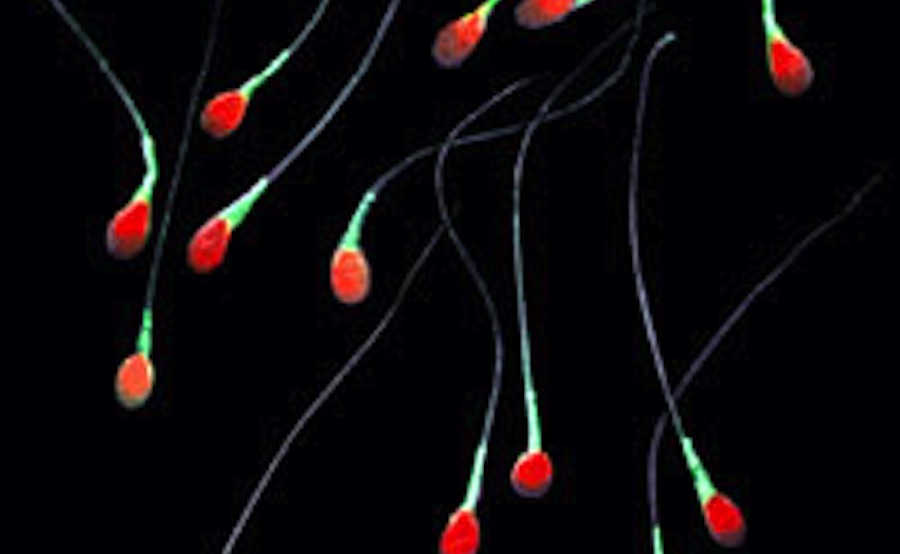 Using Sperm to Fight Cancer | Cell And Molecular Biology