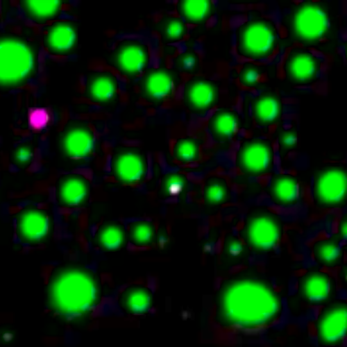 Finding may Reveal a Fundamental Cellular Behavior | Cell And Molecular ...