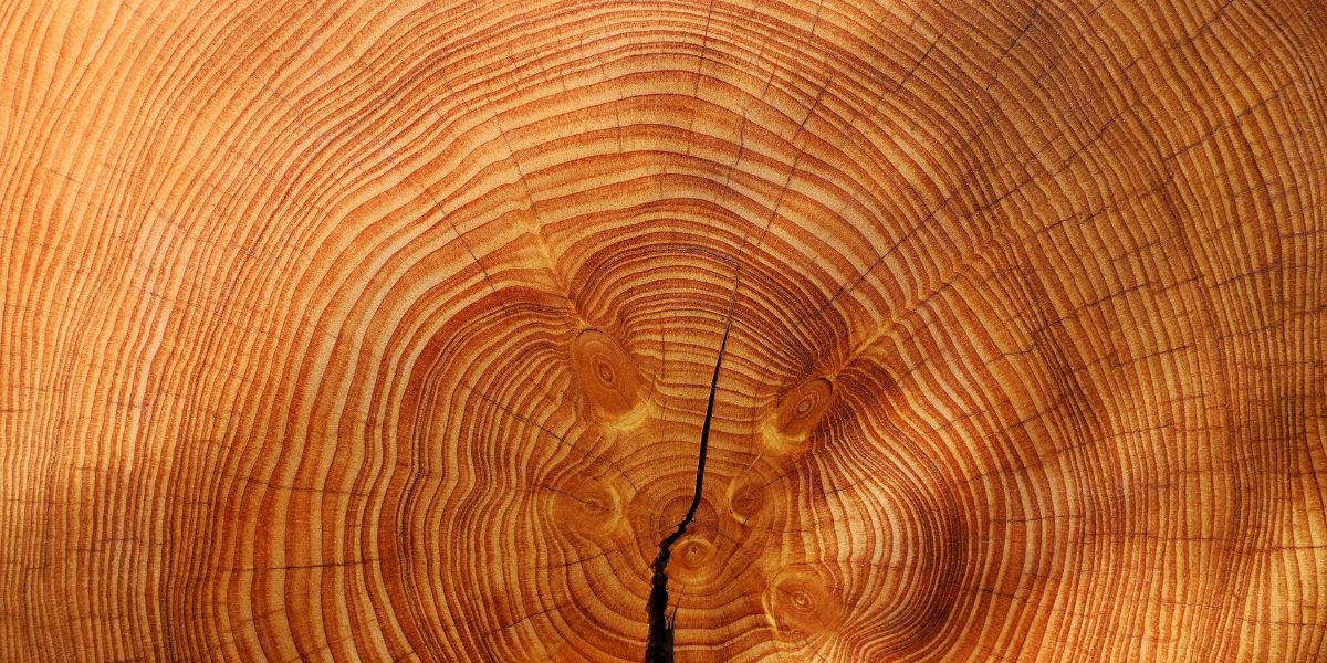 Evidence of Supernovae Found in Ancient Tree Rings | Space