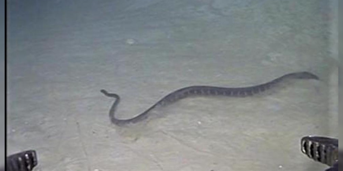 Sea Snakes Dive Much Deeper Than Initially Thought | Plants And Animals