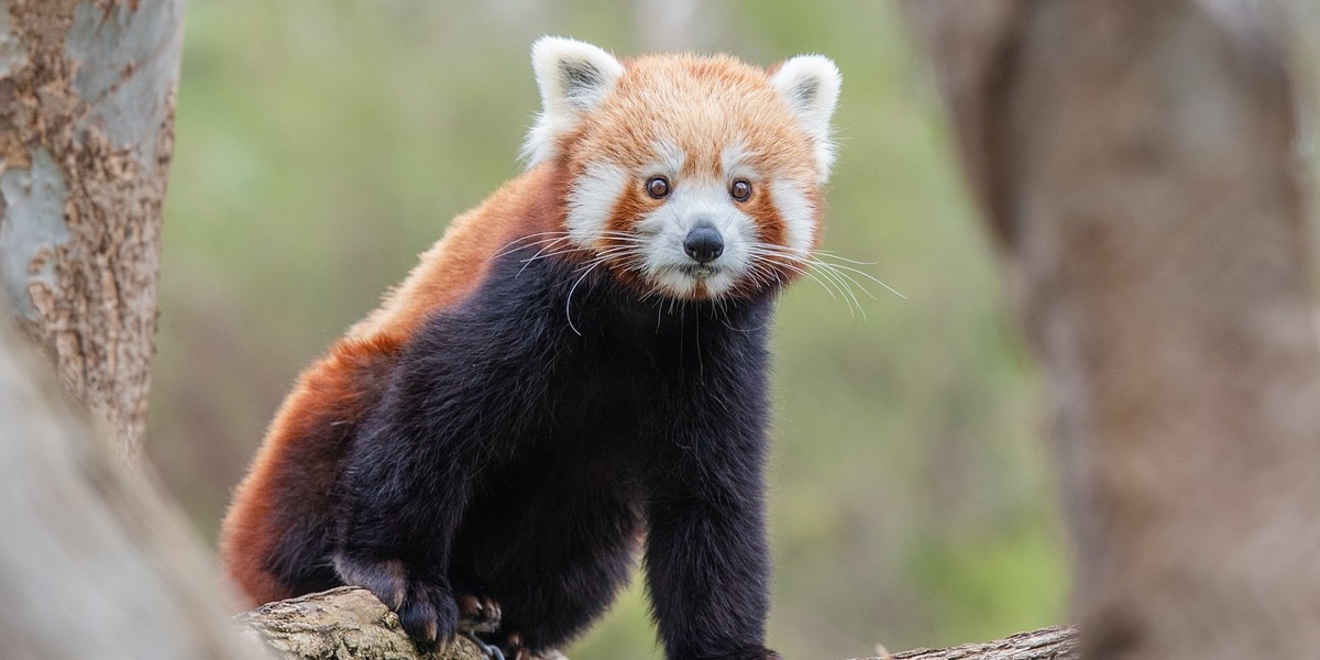 Are There Actually Two Distinct Red Panda Species? | Plants And Animals