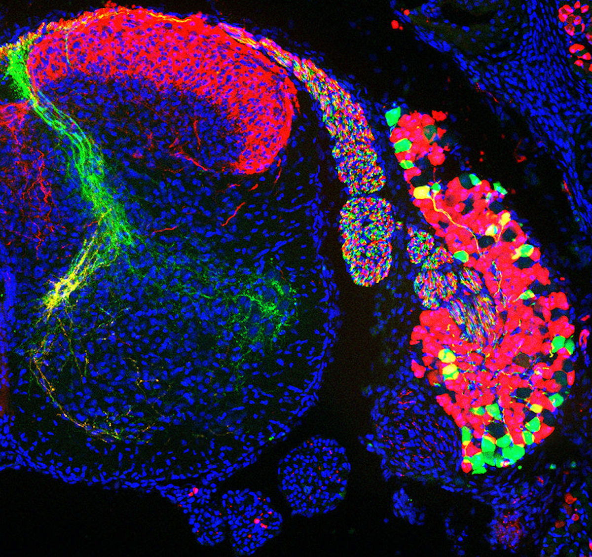 Revealing the Genetics of Our Sixth Sense | Neuroscience