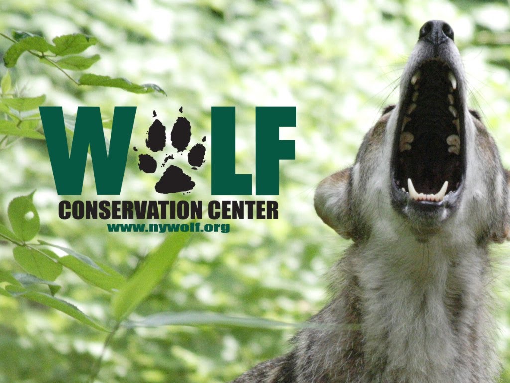Saving the Red Wolf | Videos