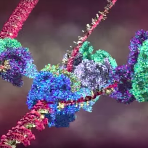 The Molecular Machinery of the Cell | Videos