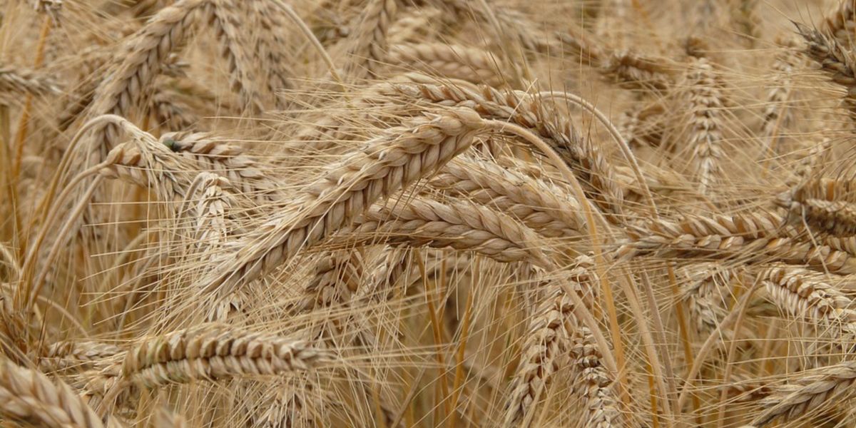 Wild Wheat Genes are the Answer to Climate Change Food Shortage ...