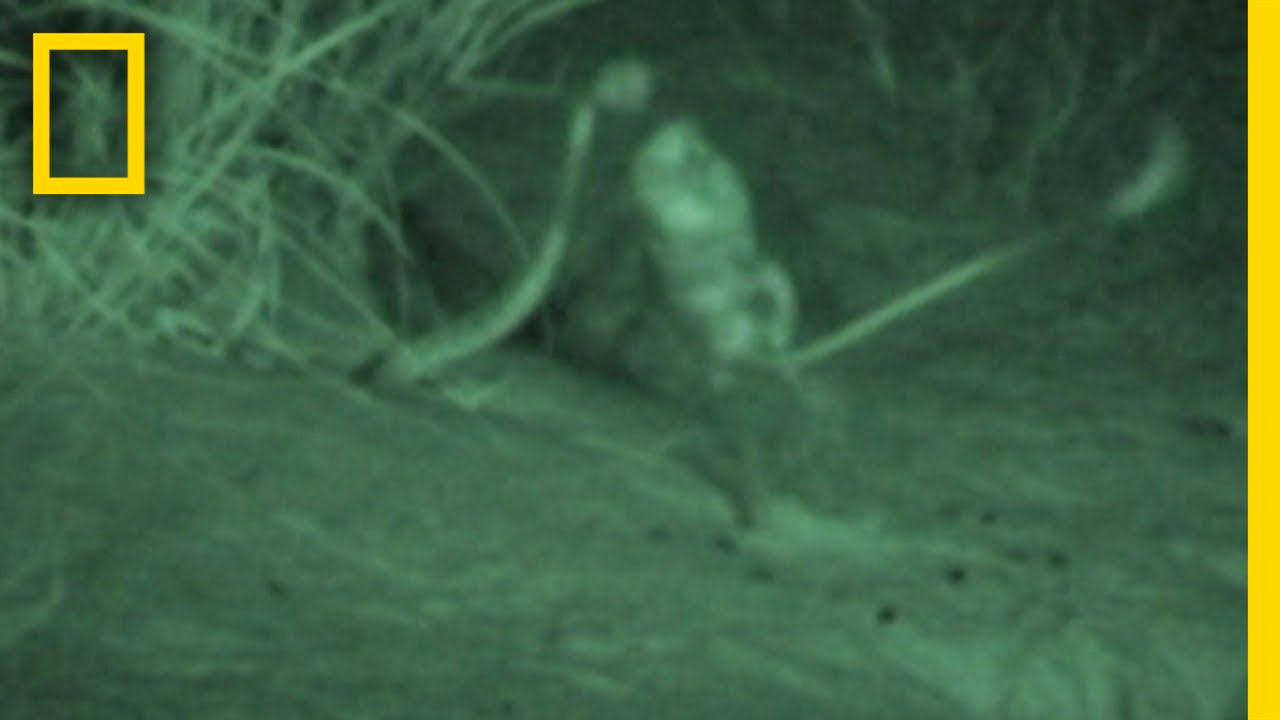 Watch This Kangaroo Rat Defend Itself Against a Snake Strike in Slow ...