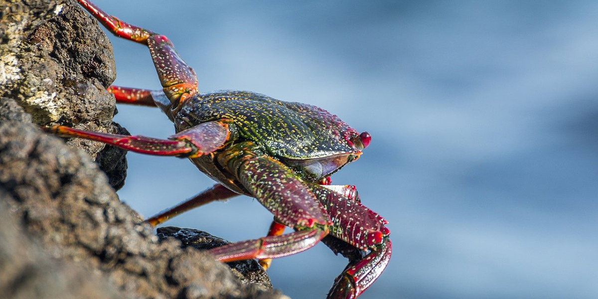 Scientists Discover a Crab-Dissolving Parasite | Plants And Animals