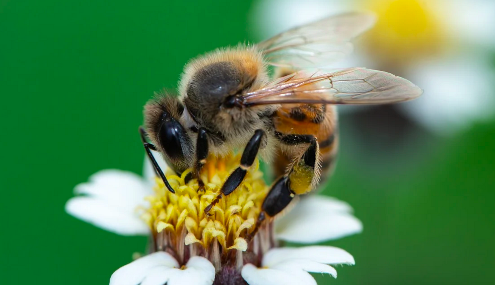 Killer Bee Beer? You Bet It's Been Brewed | Microbiology