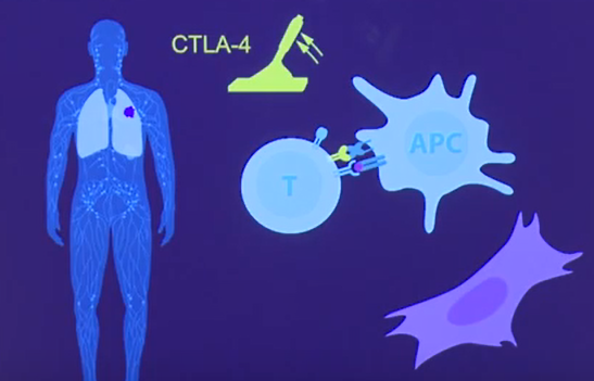 Let's Cut the Brakes on the Immune System | Immunology