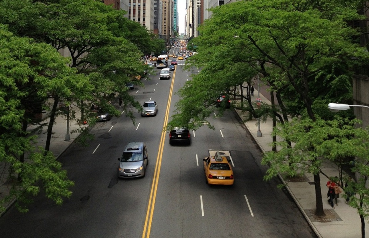 Tree Growth Acceleration is More Noticeable in Urban Areas | Plants And ...