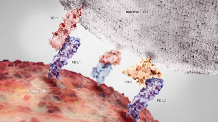 First Immunotherapy Drug Approved for Bladder Cancer | Cancer