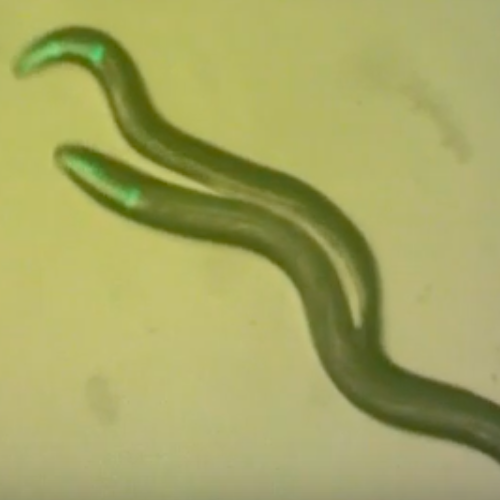 Worms Evolved to Self-fertilize, Lost 7000 Genes | Genetics And Genomics