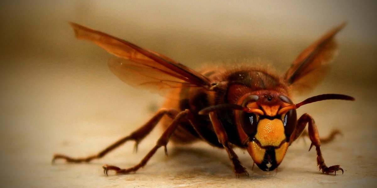 As the Seasons Change, Hornet Colonies Make Tough Decisions | Plants ...