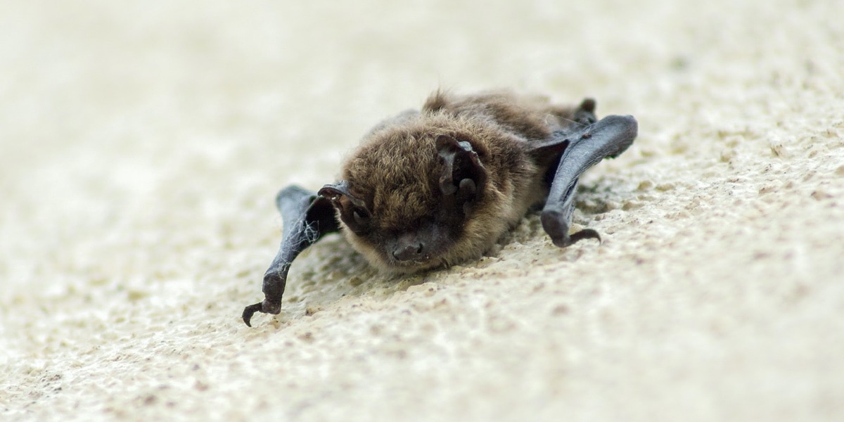 Social Bonding in Female Vampire Bats Works in Strange Ways | Plants ...