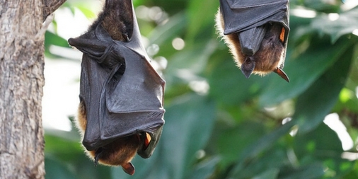 How a Bite From a Bat Turned Deadly | Clinical And Molecular Dx