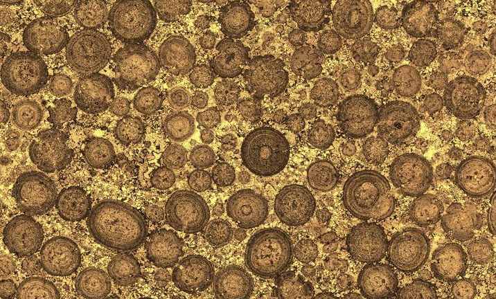 Ancient Microbes Helped Construct Buildings | Microbiology