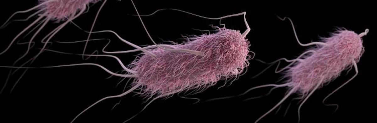 Bacteria Can Tumble Their Way Out of Traps | Microbiology