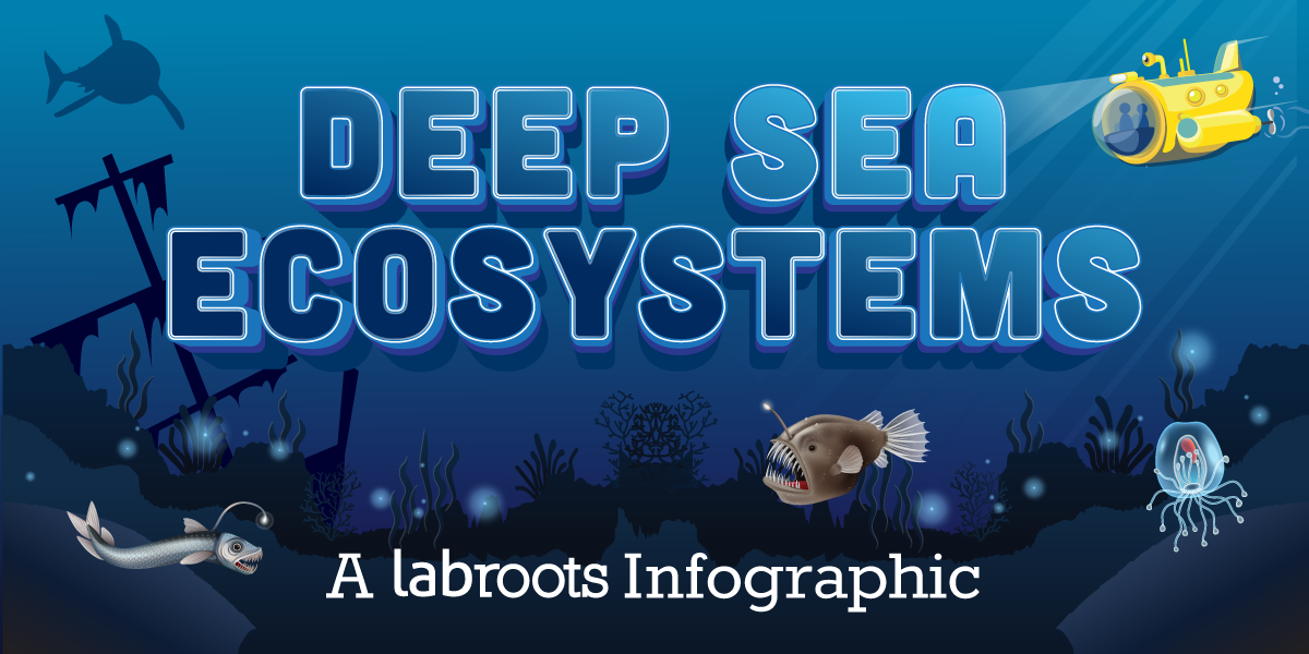 Deep Sea Ecosystems | Plants And Animals