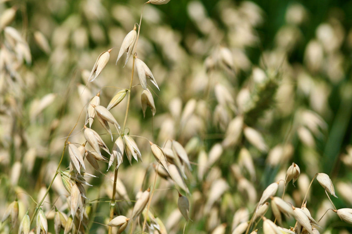 The Oat Genome Reveals Why It's Good for the Gut | Genetics And Genomics