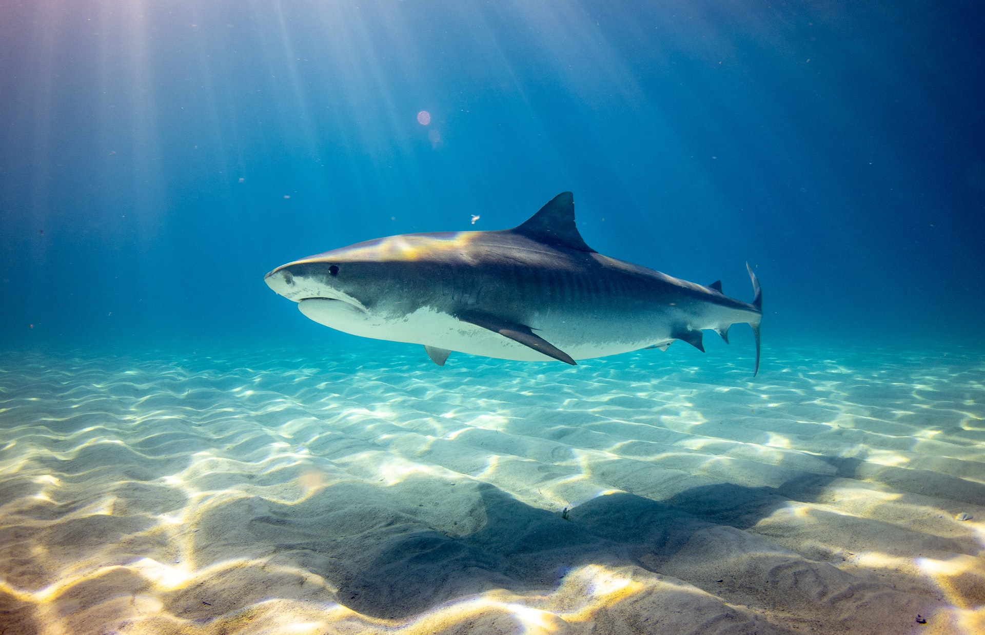 Shark Immune Proteins as Pandemic 'Insurance'? | Immunology