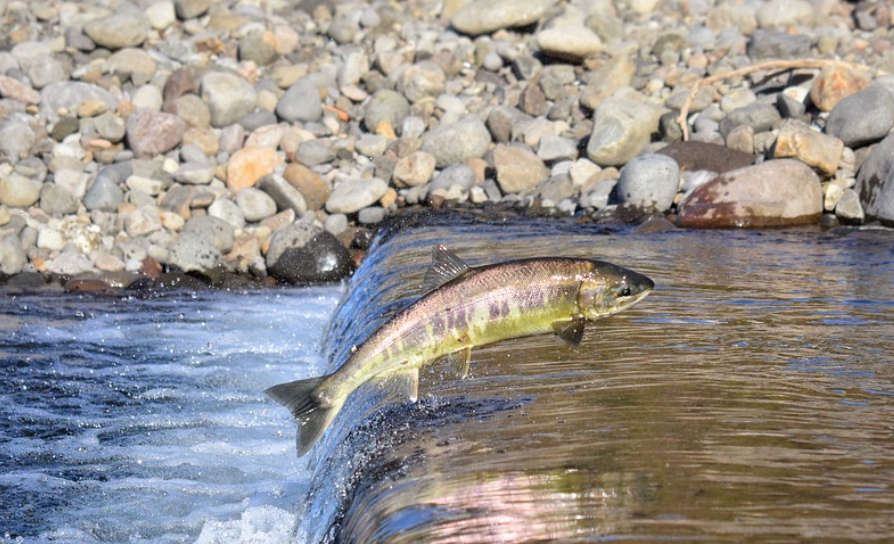 Early Summer Fishing Can Affect Evolution & Salmon Growth | Genetics ...