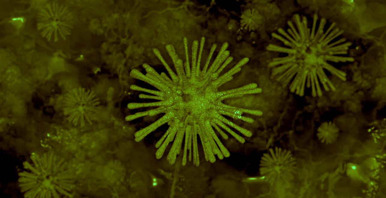 There's More to Viral DNA Than ATGC | Genetics And Genomics