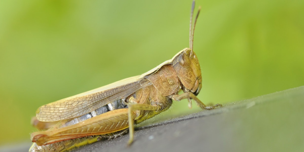Locusts Can "Detect" Cancer Cells | Plants And Animals