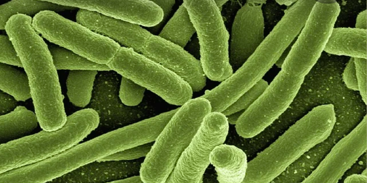 Bacteria Stressed by Antibiotics May Become 'Disrupted' & Survive to ...