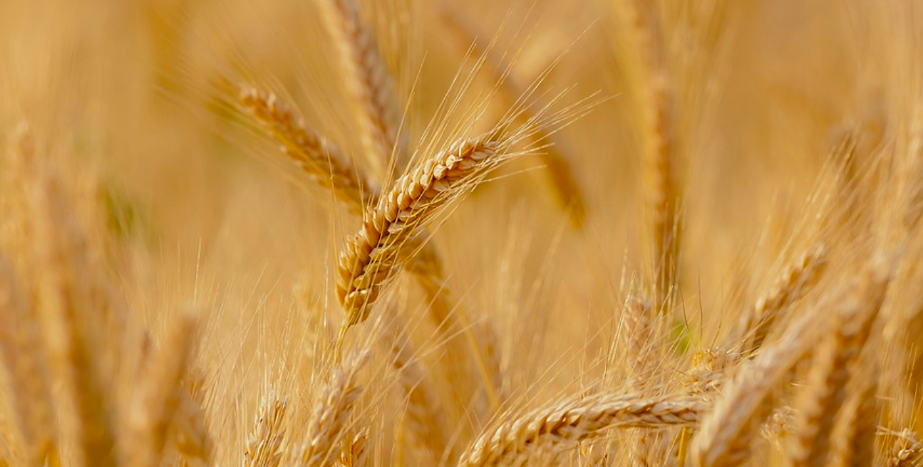 Building More Resilient Wheat | Genetics And Genomics