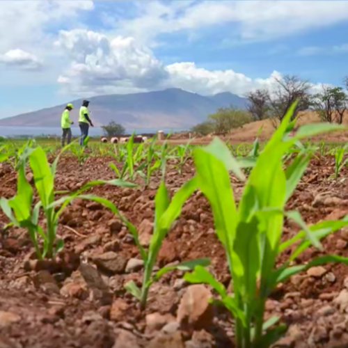 GMO Crop Ban Rescinded | Videos