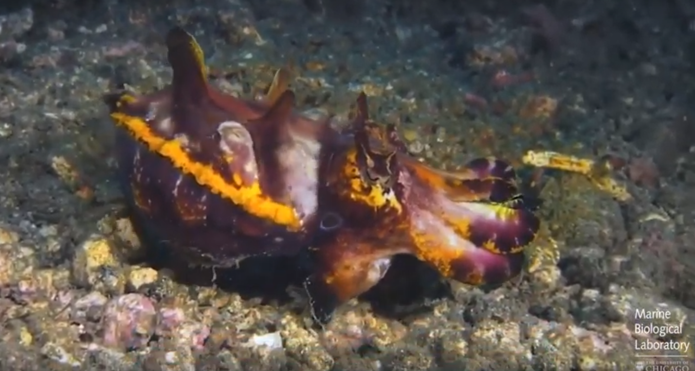 Flamboyant Cuttlefish Are Usually Understated | Plants And Animals