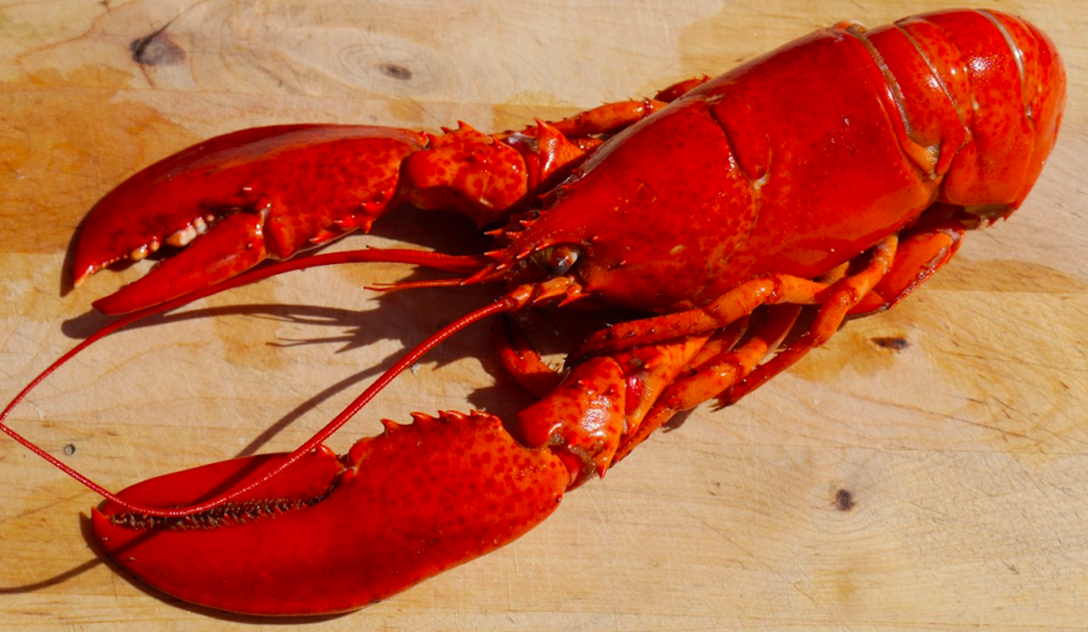 Revealing the Age of Lobsters with DNA | Genetics And Genomics