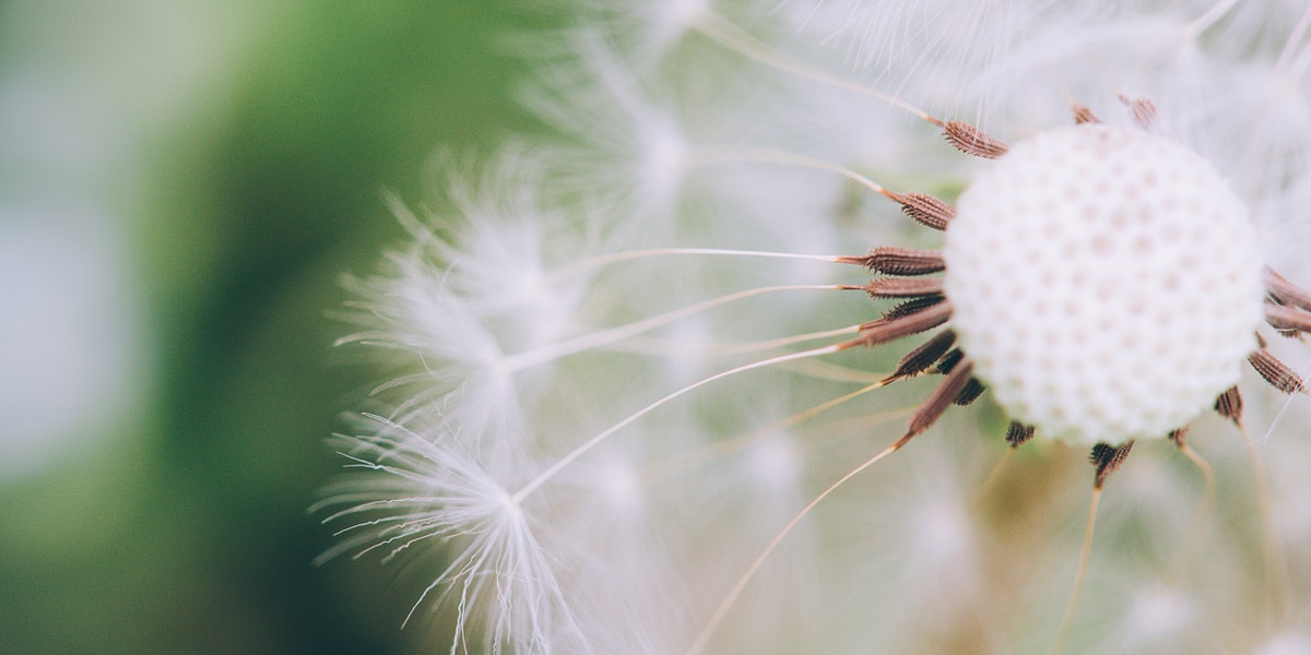 Battery-free Sensors That Float Like Dandelion Seeds | Technology
