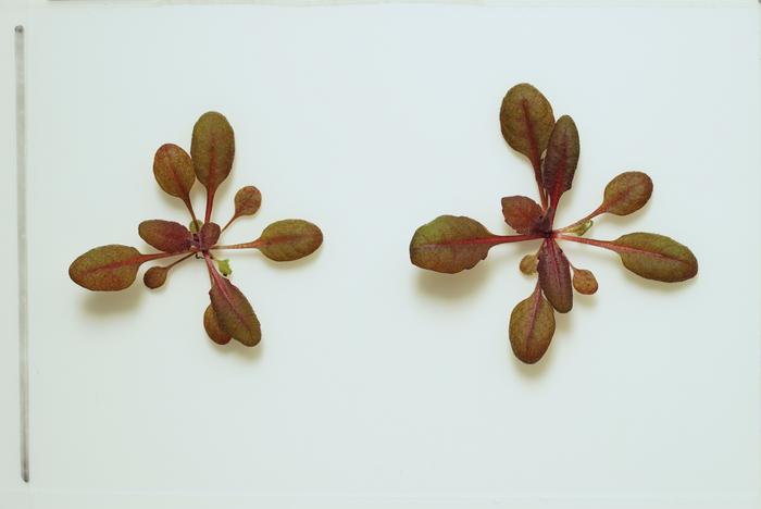 Turning Plants Red: A Breakthrough in Environmental Sensing | Plants ...