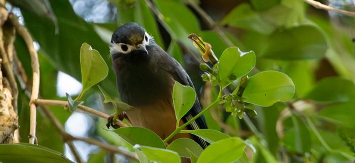Evolutionary shift in flower shape linked to bird pollinators | Plants ...